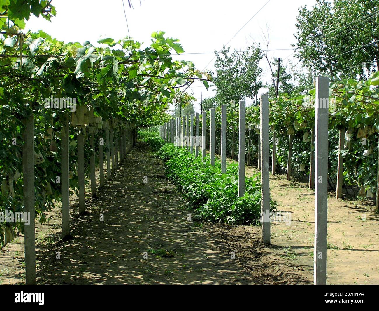 Vineyards on farms, China Stock Photo - Alamy