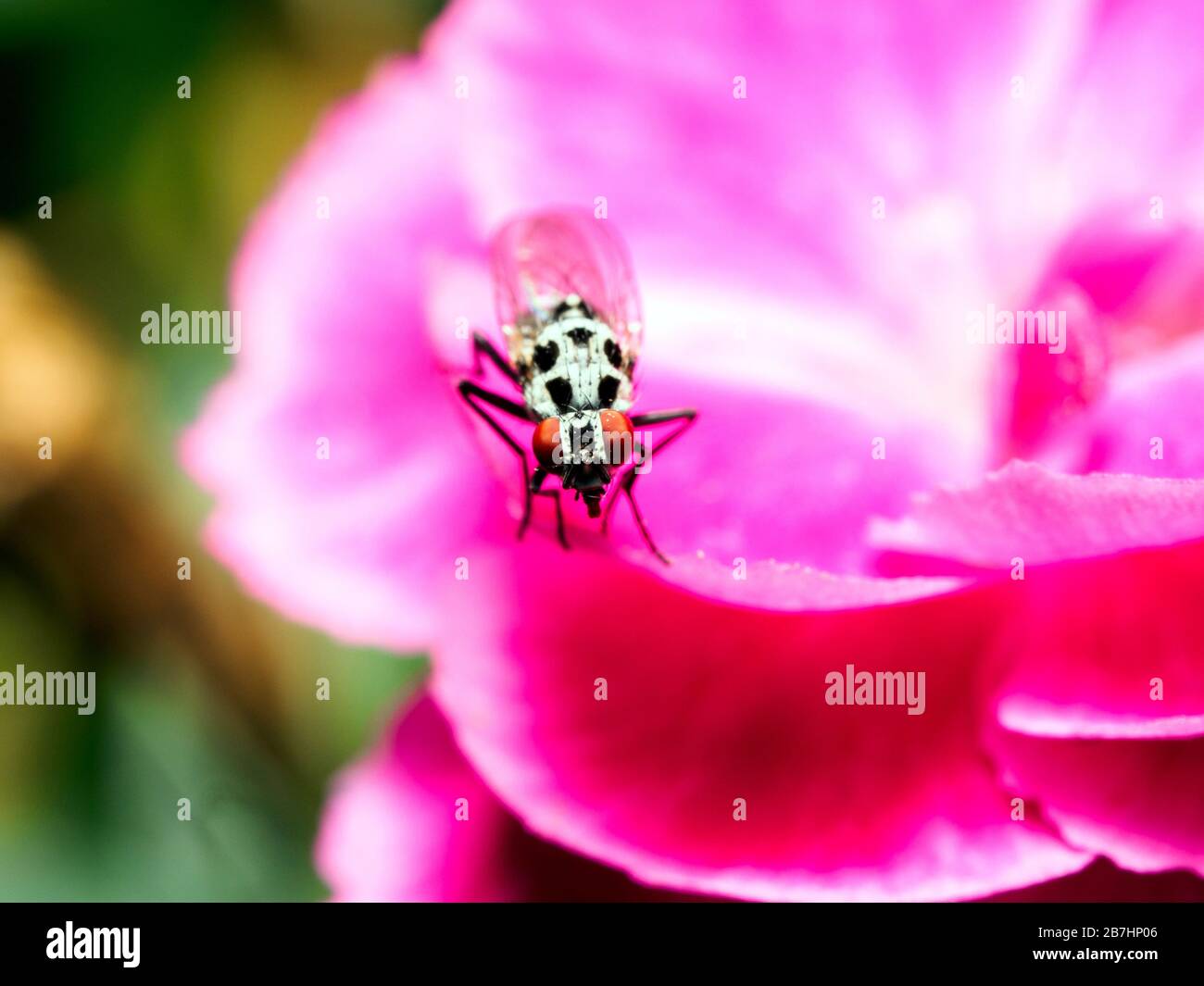 Mediterranean fruit fly (Ceratitis capitata Stock Photo - Alamy