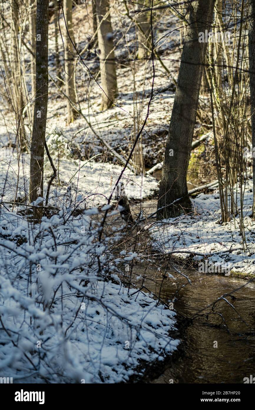 snow covered tree trunks and vegetation in abstract lush texture in ...