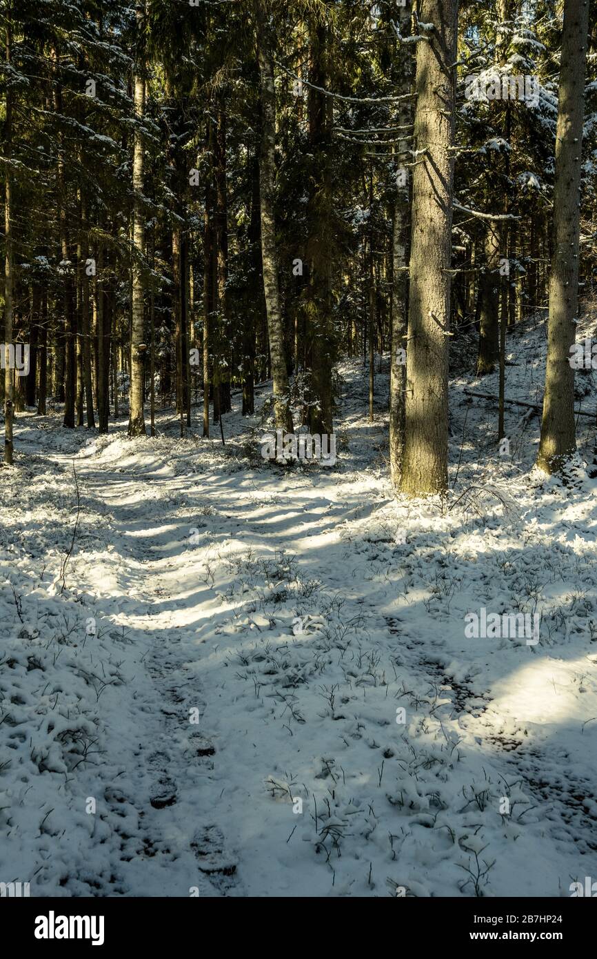 snowy pathway for walking in forest in winter, sunny day with stairs ...