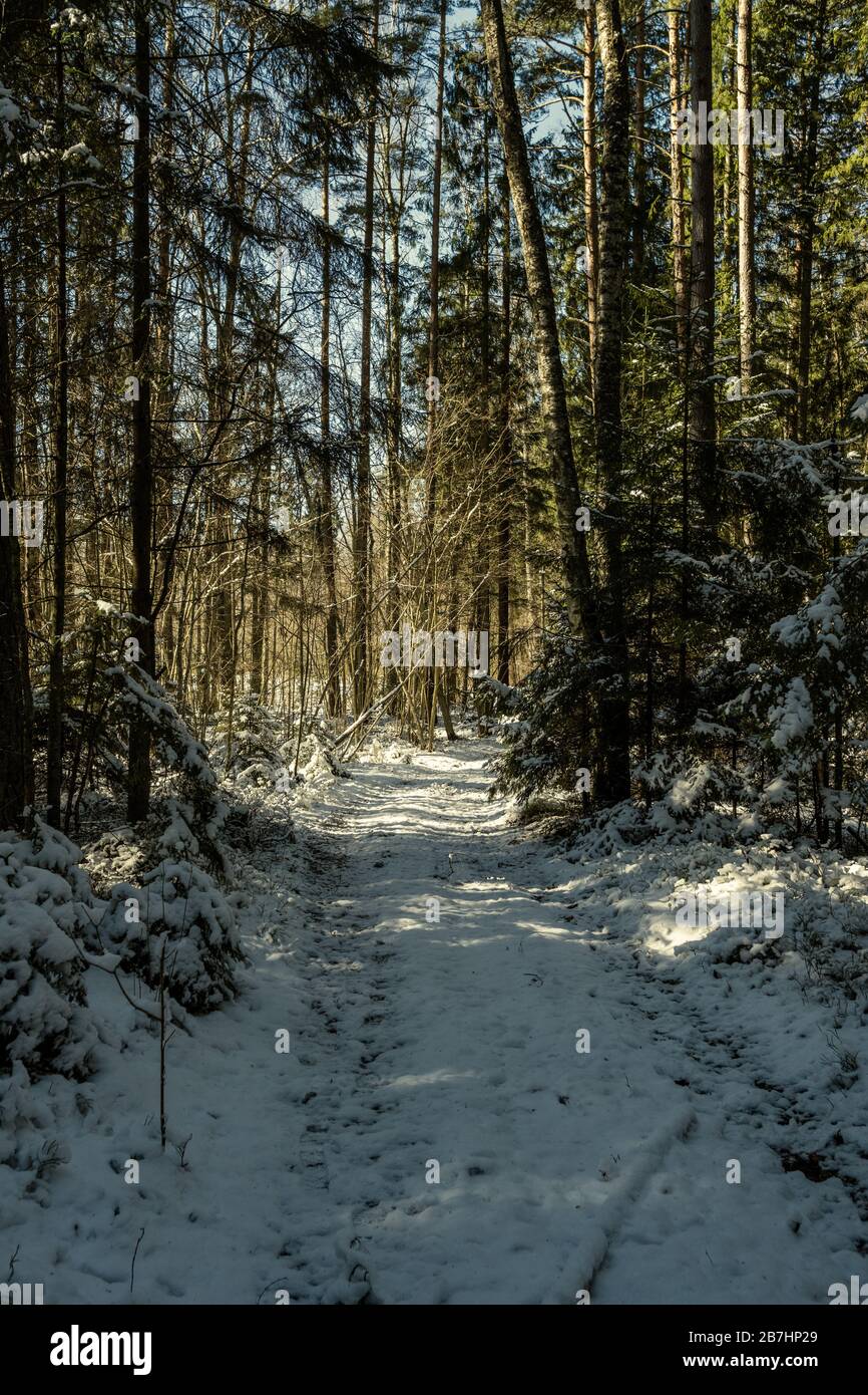snowy pathway for walking in forest in winter, sunny day with stairs ...
