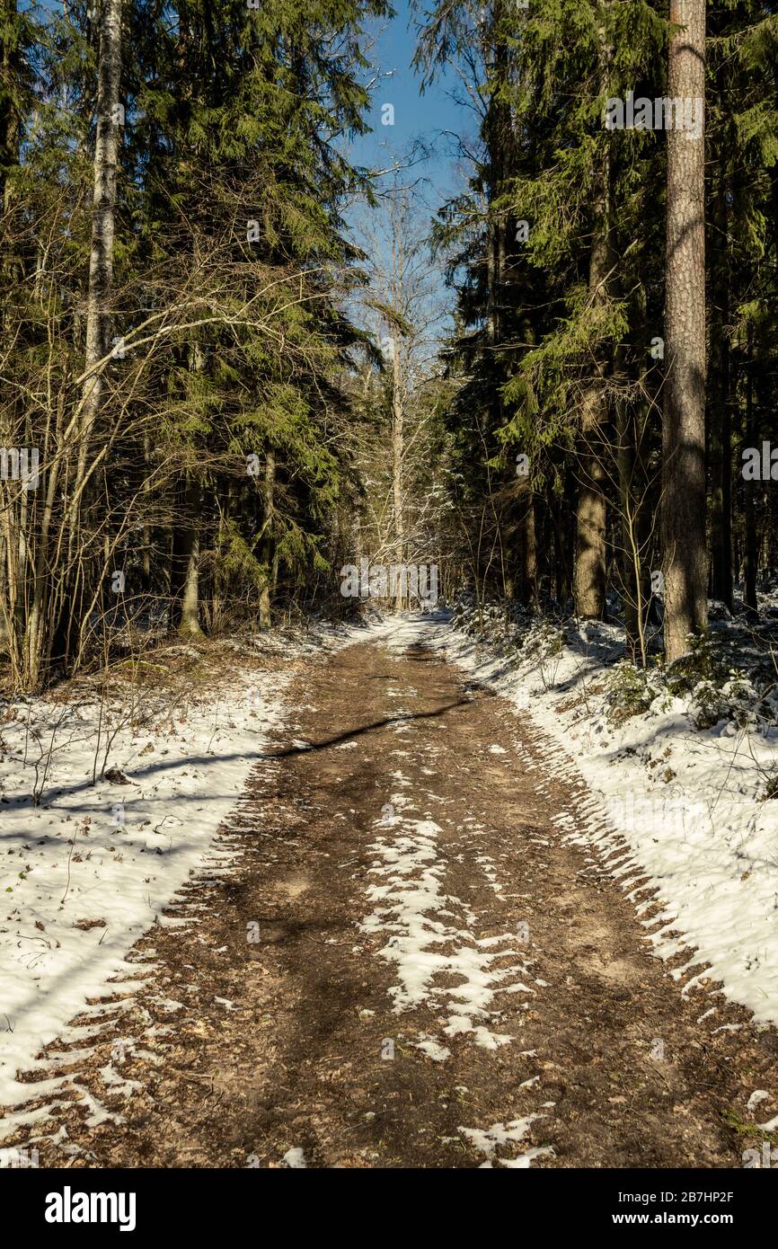 snowy pathway for walking in forest in winter, sunny day with stairs ...