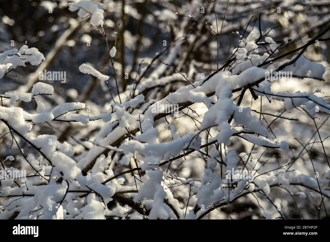 snow covered tree trunks and vegetation in abstract lush texture in ...
