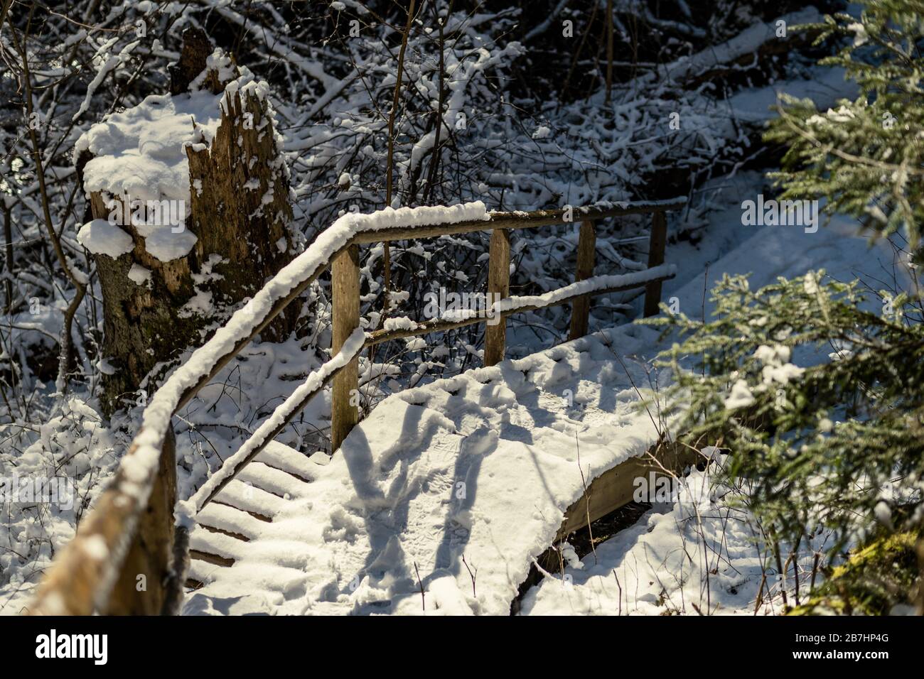 snowy pathway for walking in forest in winter, sunny day with stairs ...
