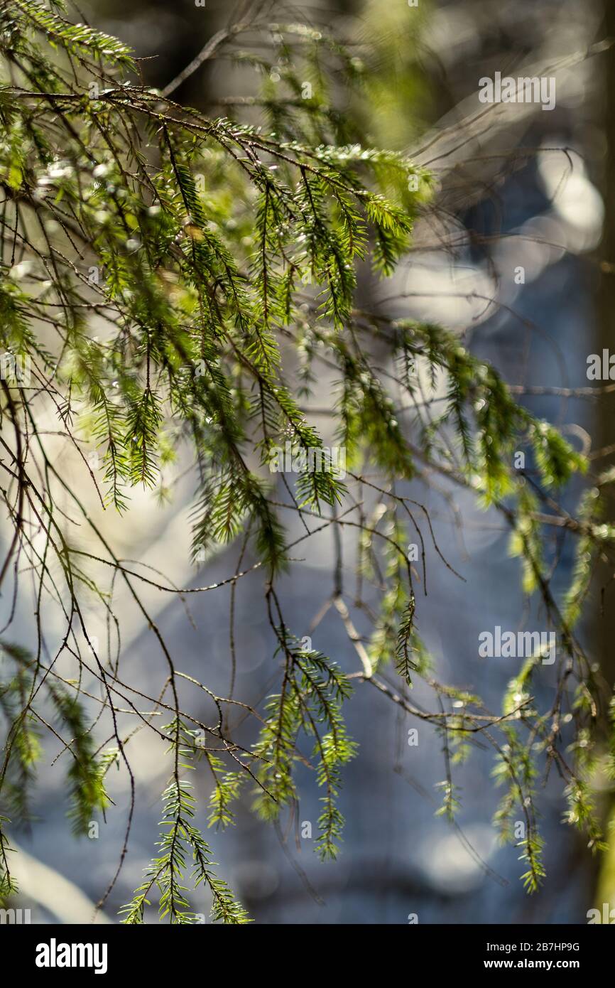 spruce tree leaves and pins in sunny winter covered with some snow and ...