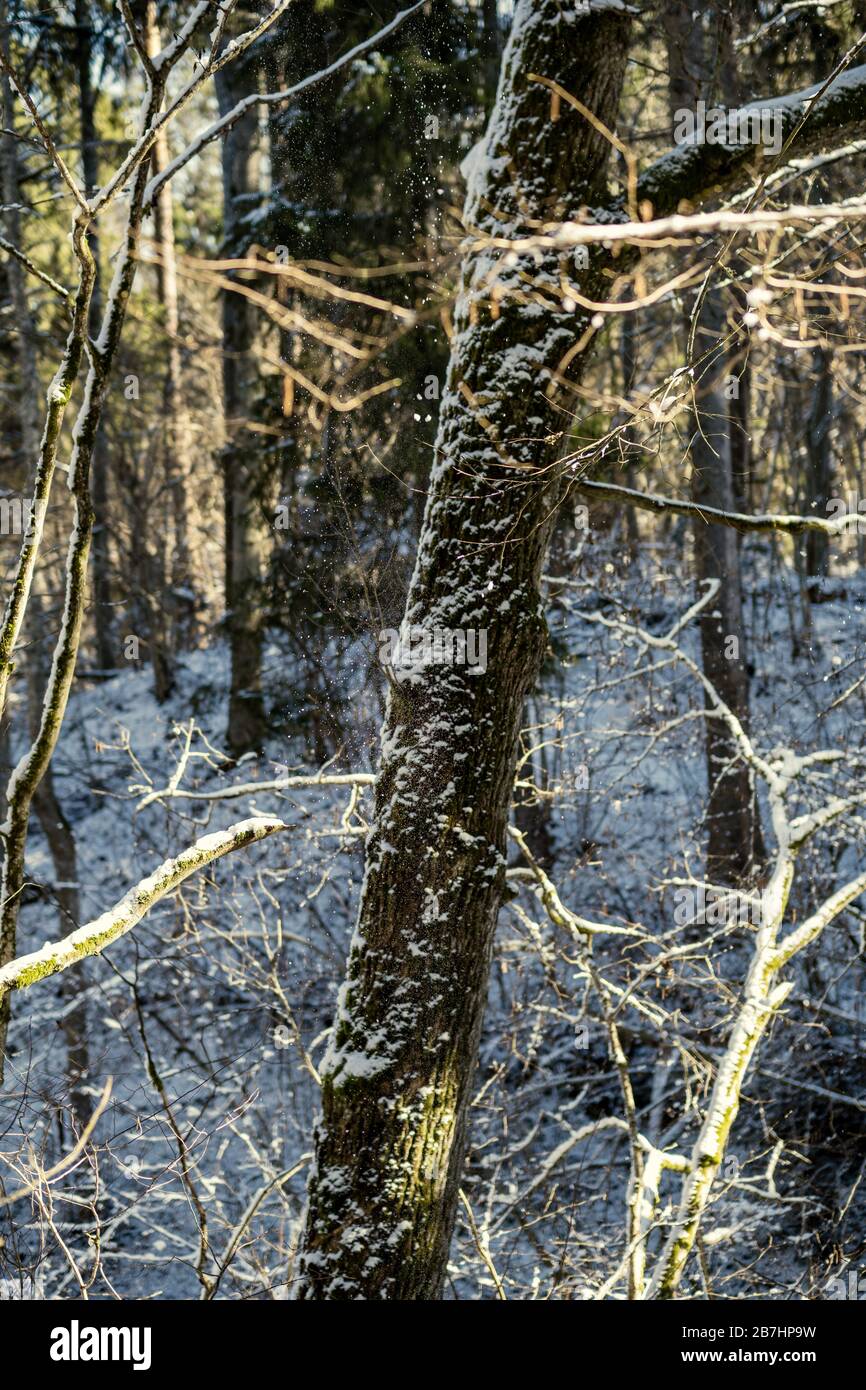 snow covered tree trunks and vegetation in abstract lush texture in ...