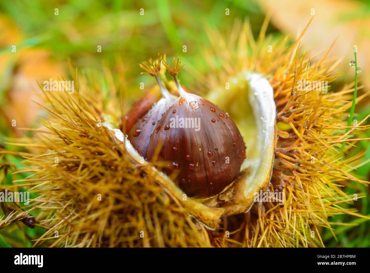 chestnuts in their hedgehog in a forest Stock Photo - Alamy