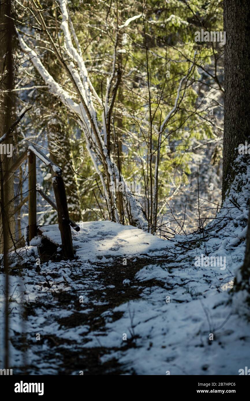 snowy pathway for walking in forest in winter, sunny day with stairs ...