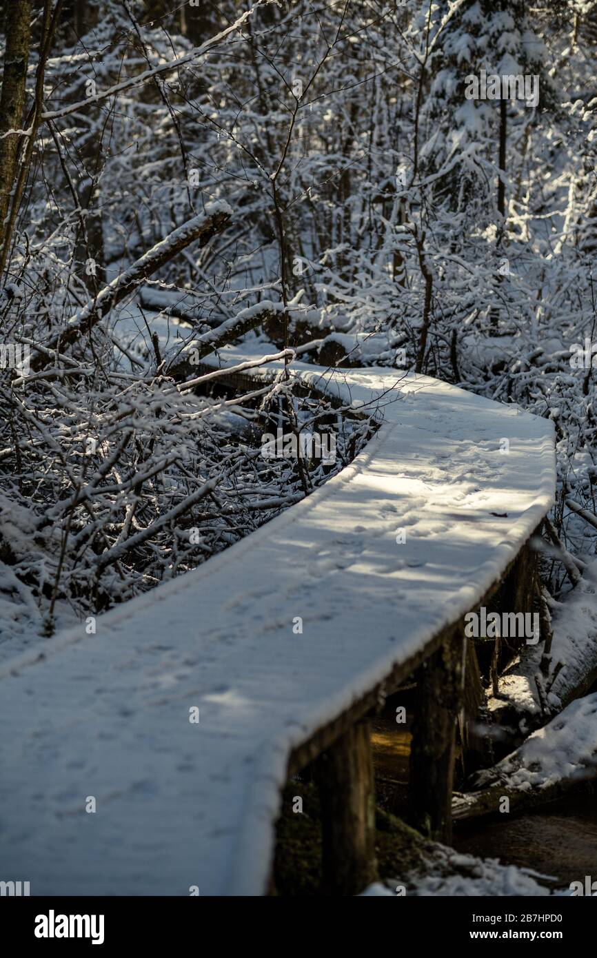 snowy pathway for walking in forest in winter, sunny day with stairs ...