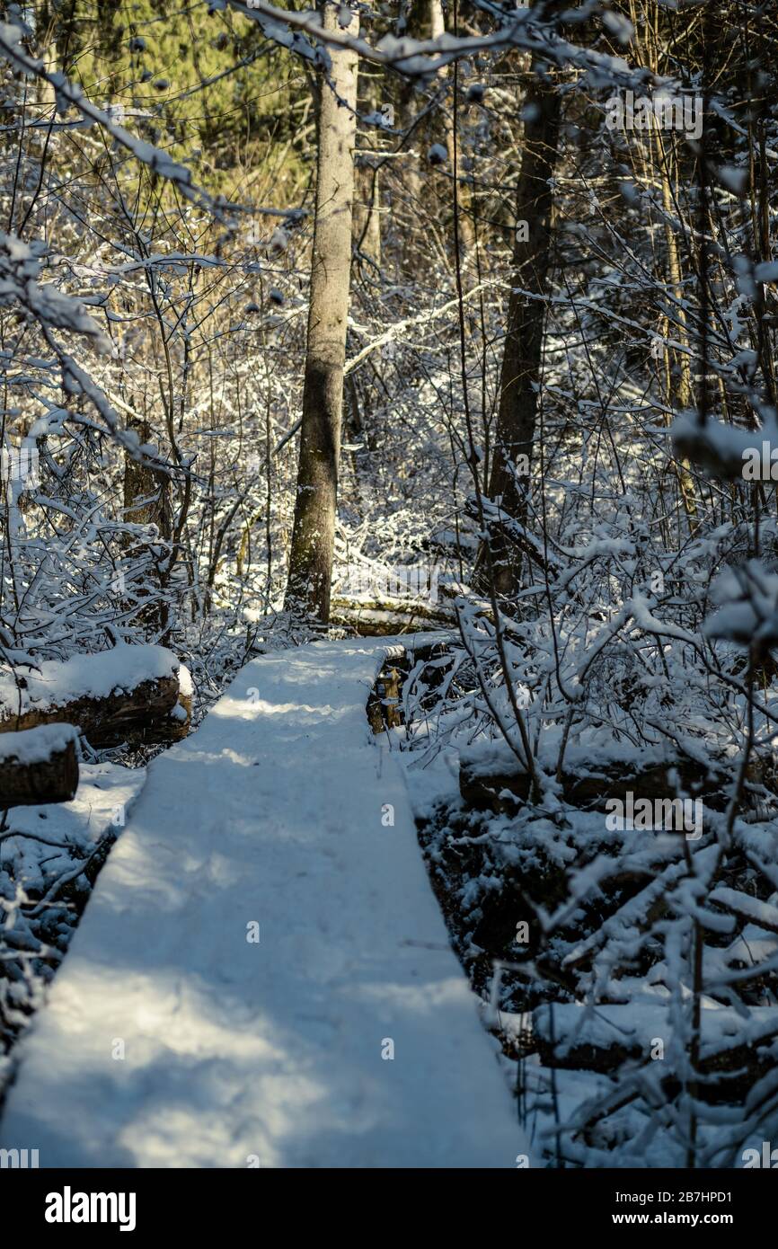 snowy pathway for walking in forest in winter, sunny day with stairs ...