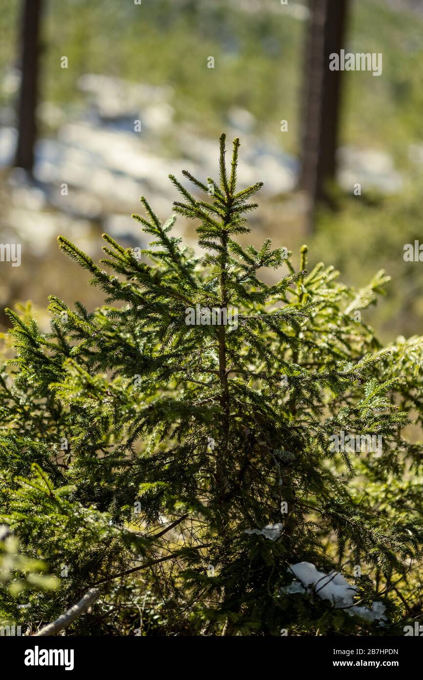 spruce tree leaves and pins in sunny winter covered with some snow and ...