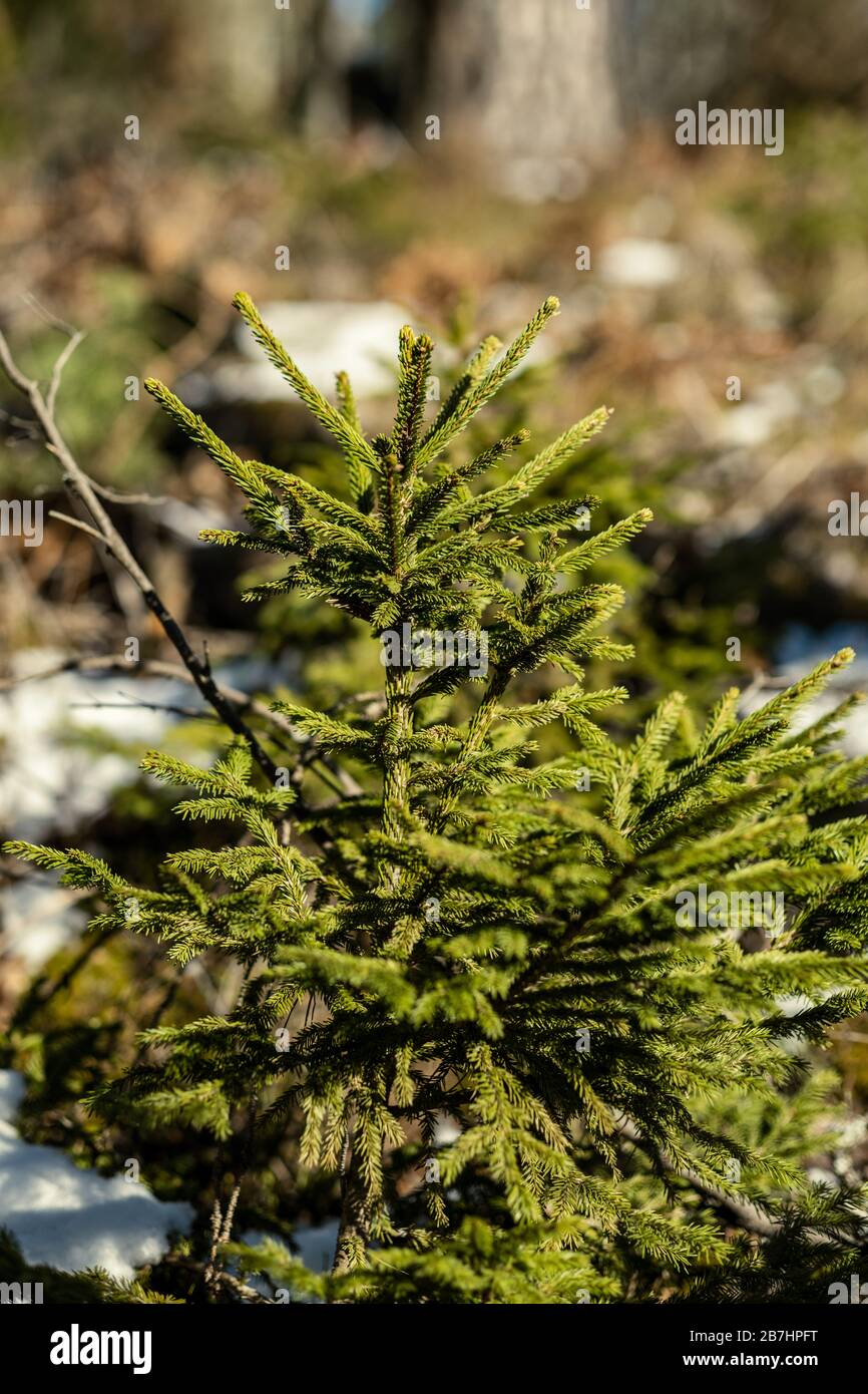 spruce tree leaves and pins in sunny winter covered with some snow and ...