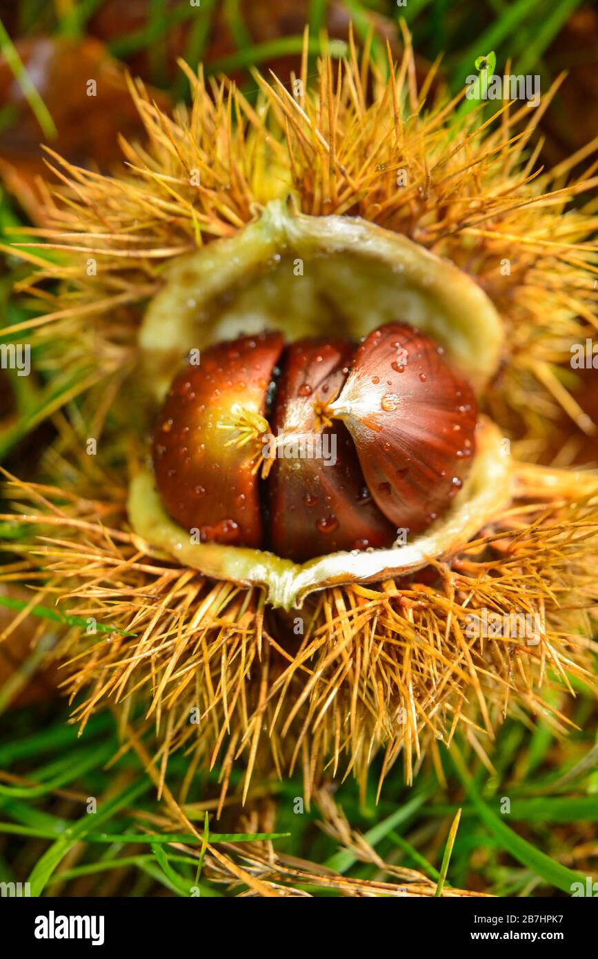 chestnuts in their hedgehog in a forest Stock Photo - Alamy