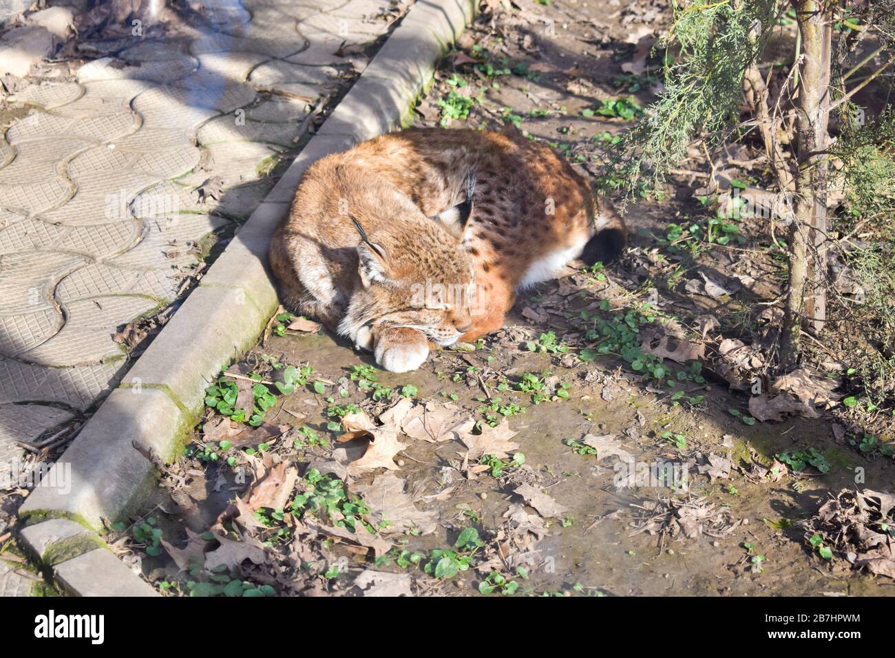 Lynx sleeping in his cave in zoo Stock Photo - Alamy