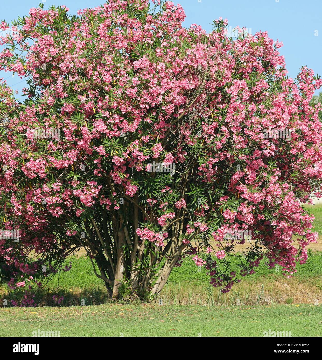 blooming oleander tree with pink flowers in the hot summer in the ...