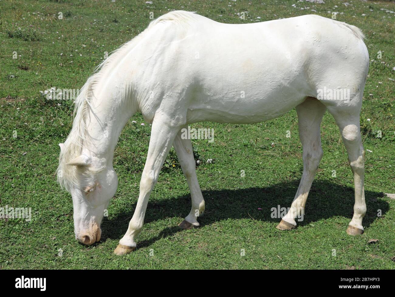 white albino horse while grazing in mountain Stock Photo - Alamy