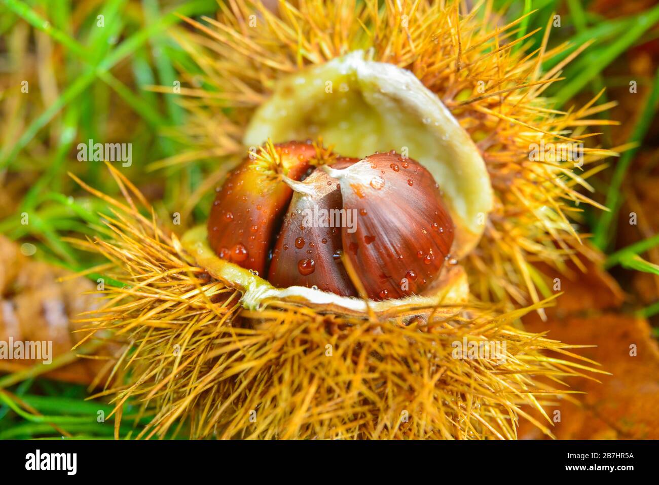 Chestnuts with the hedgehog hi-res stock photography and images - Alamy