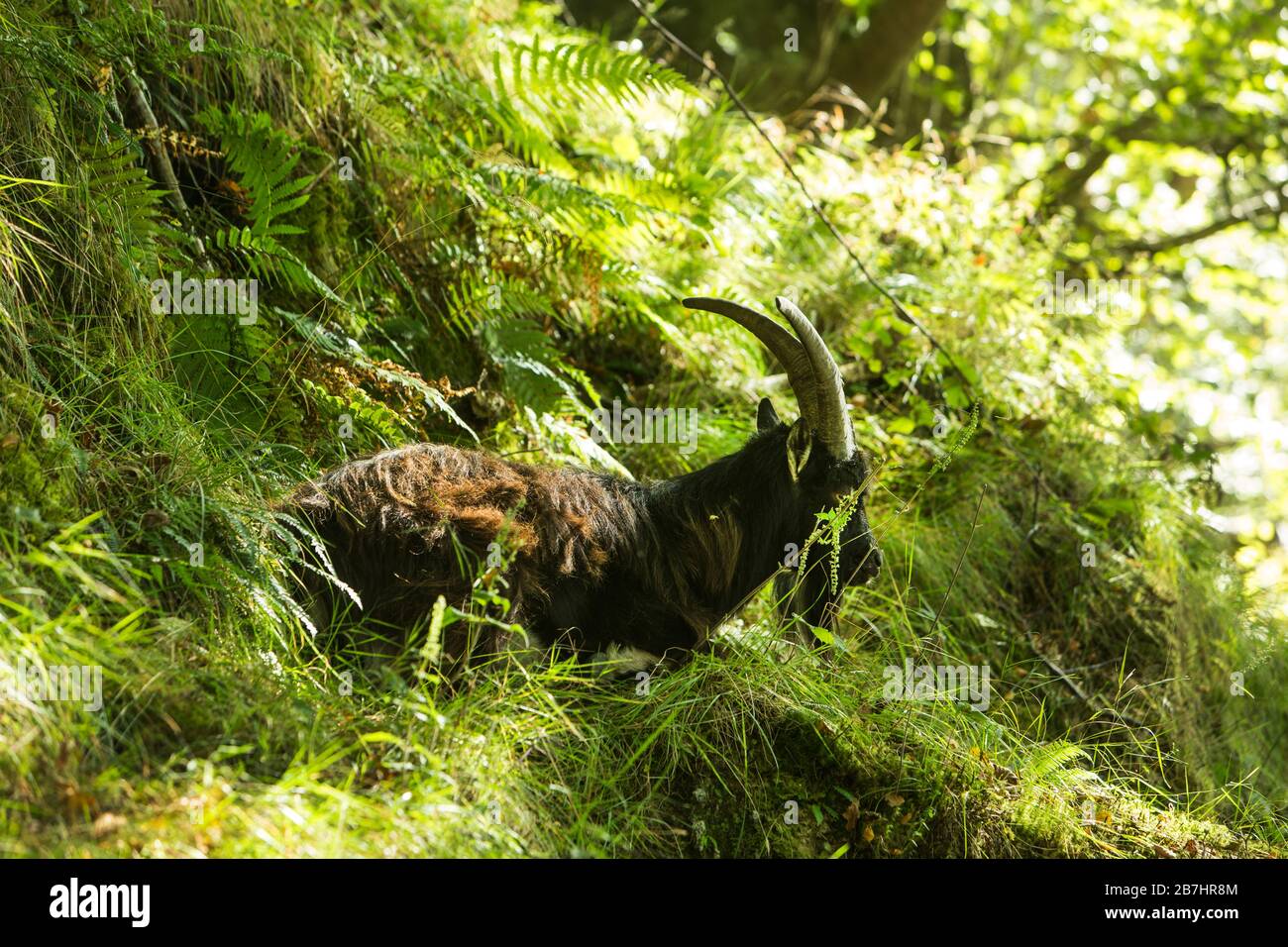 Bearded Feral Billy Goat with large horns in the woods beside Loch ...