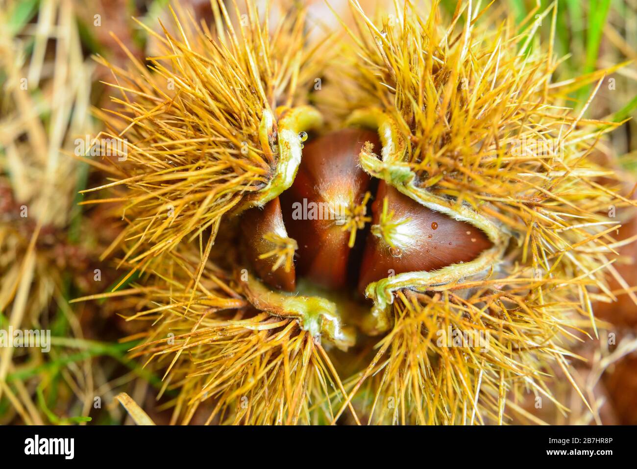 chestnuts in their hedgehog in a forest Stock Photo - Alamy