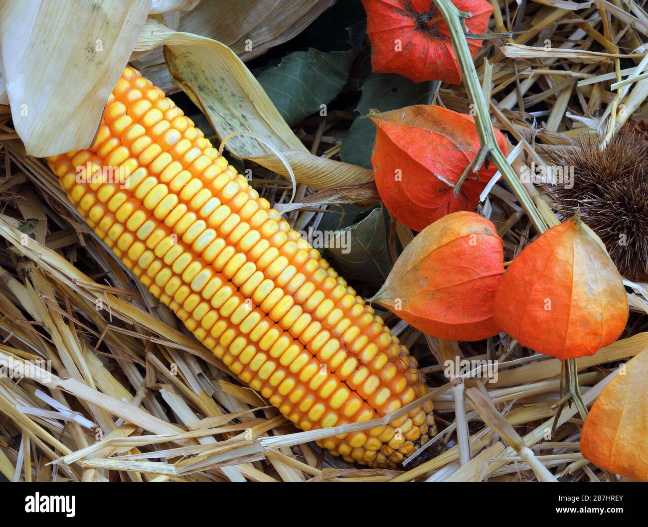 Maize chaff hi-res stock photography and images - Alamy