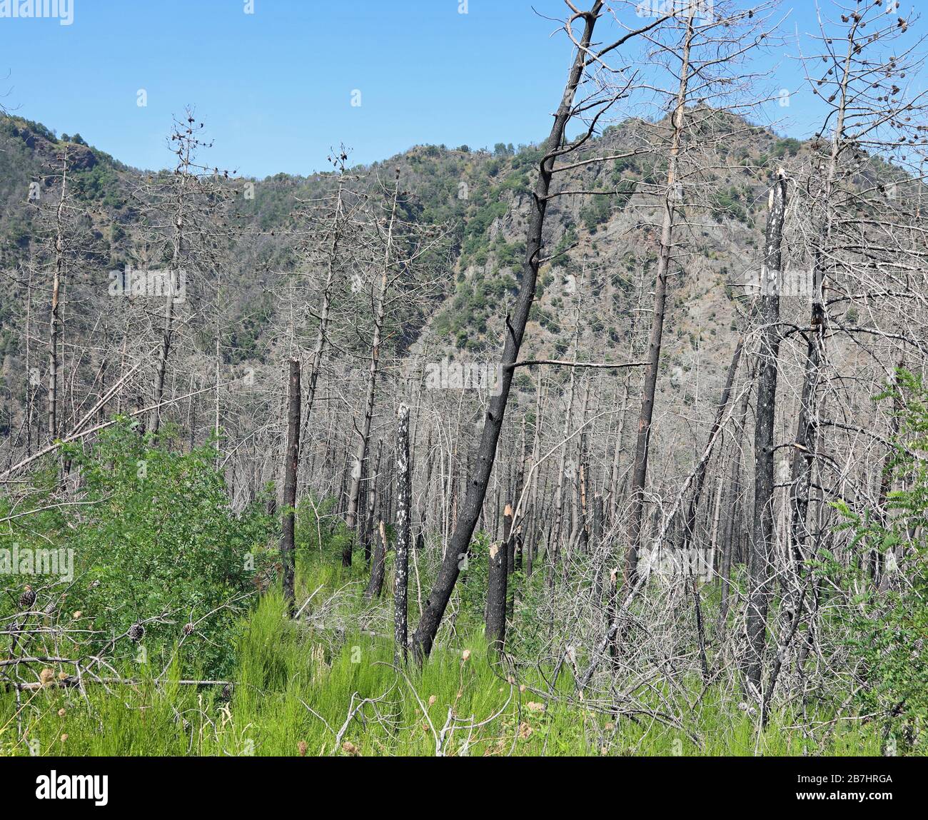 burnt trees after the fire on the hill Stock Photo - Alamy