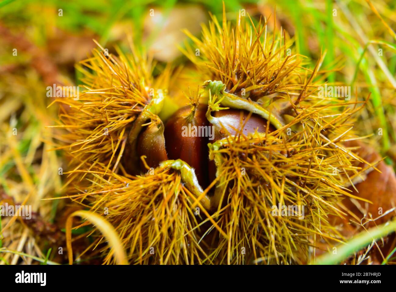 chestnuts in their hedgehog in a forest Stock Photo - Alamy