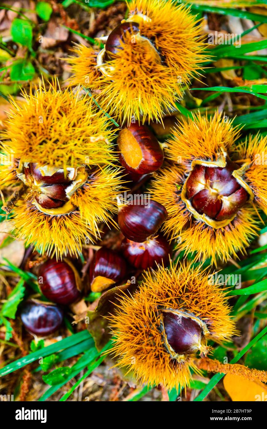chestnuts in their hedgehog in a forest Stock Photo - Alamy