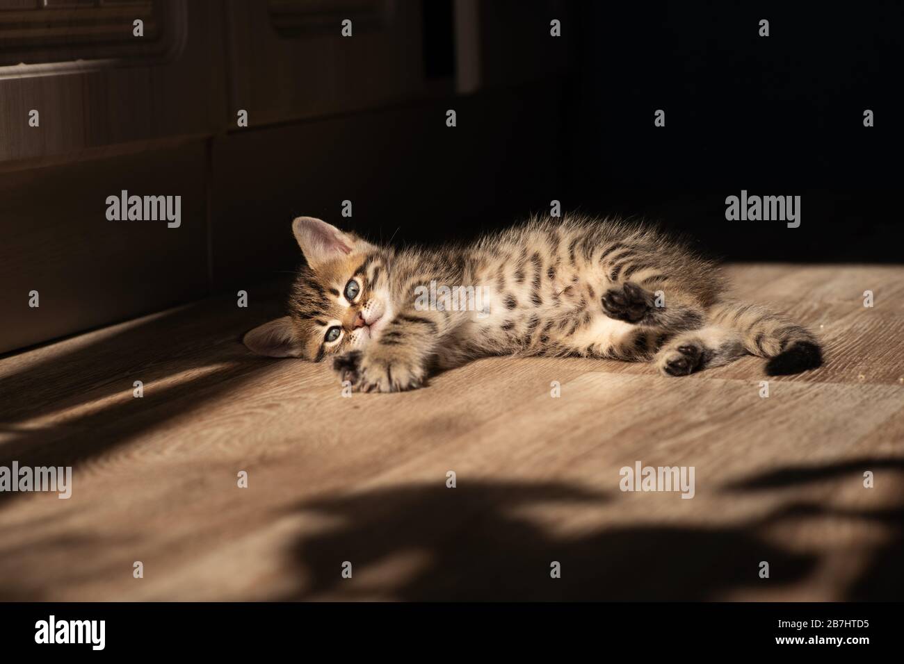 small cute kitten playing in the sun Stock Photo - Alamy