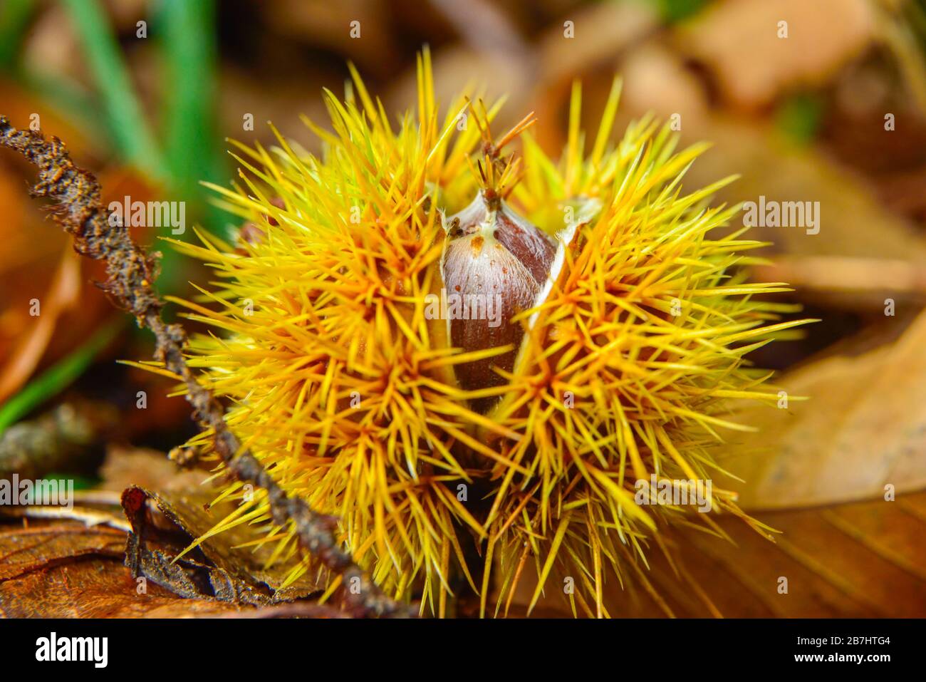 chestnuts in their hedgehog in a forest Stock Photo - Alamy