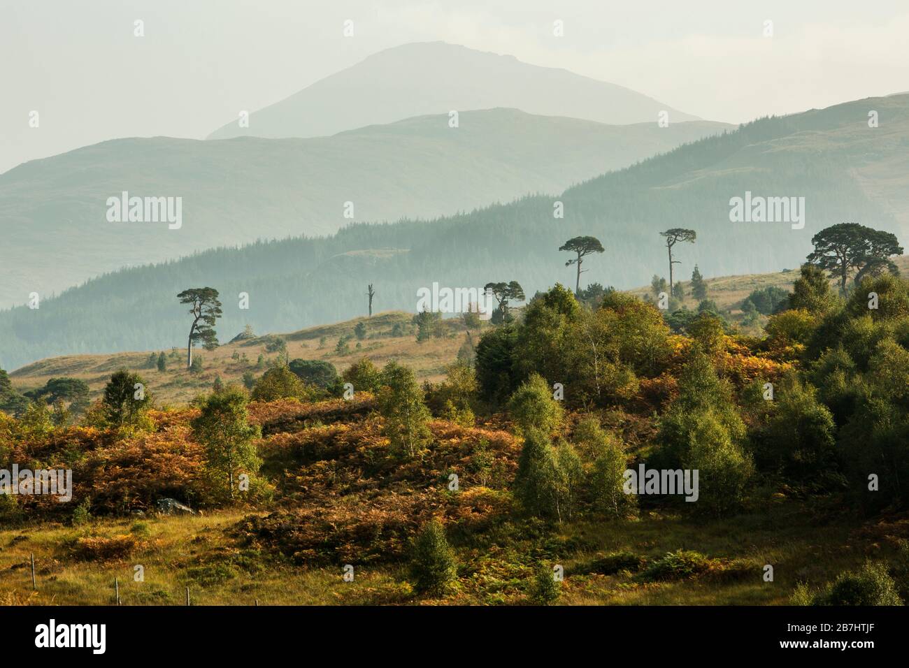 Remnants of the Ancient Caledonian Pine Forest Stock Photo - Alamy