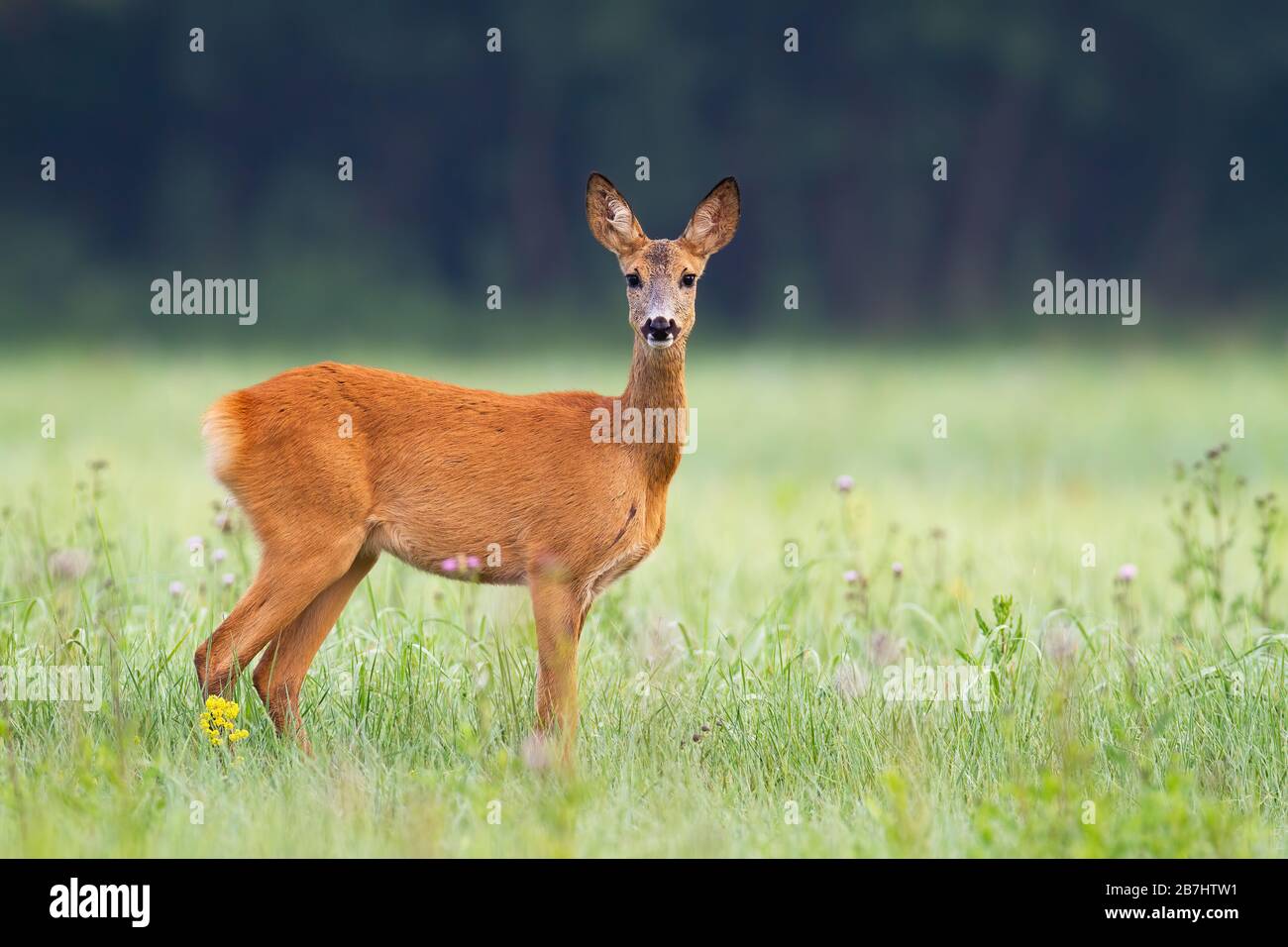Innocent roe deer doe hi-res stock photography and images - Alamy