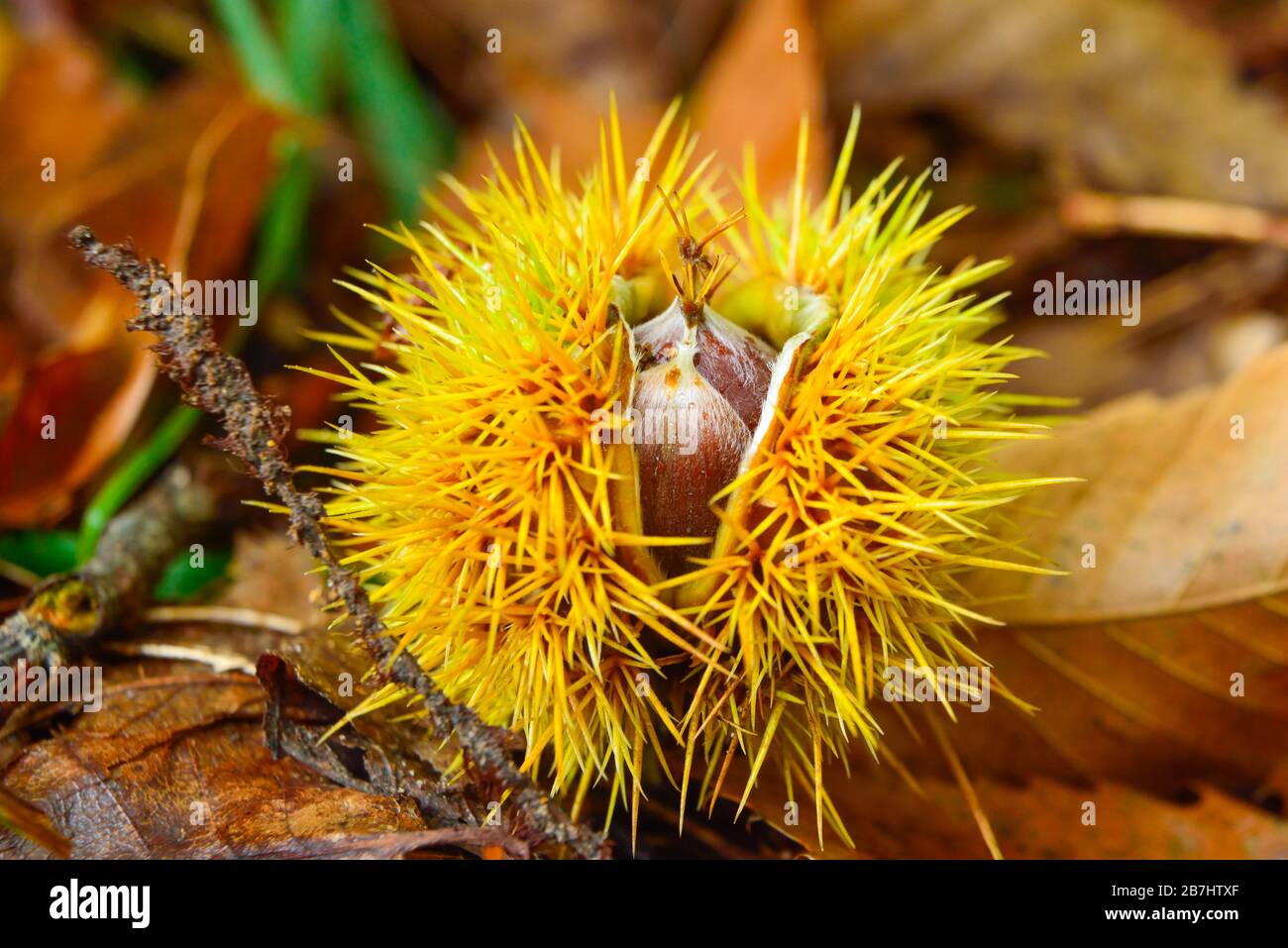 chestnuts in their hedgehog in a forest Stock Photo - Alamy