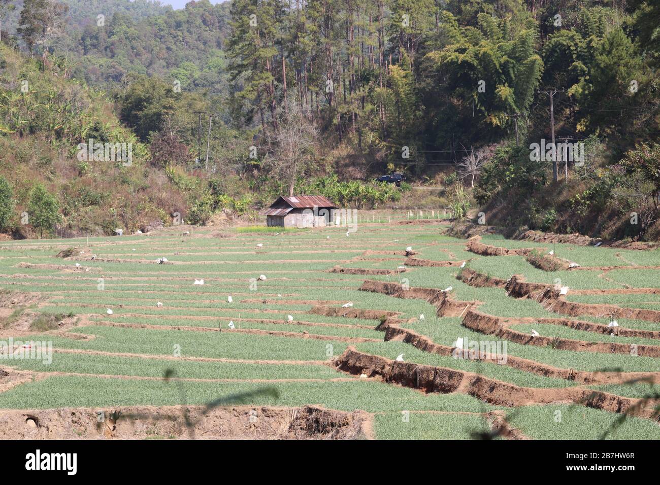 Paddi fields hi-res stock photography and images - Alamy