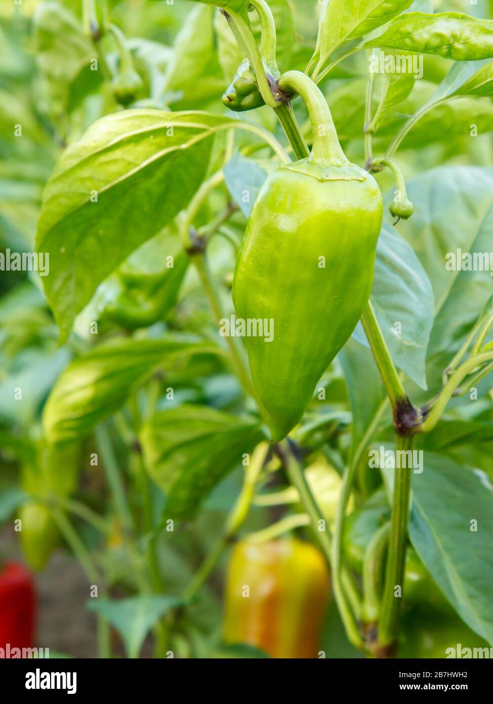 Unripe bell pepper growing on bush with blurred background. Bulgarian ...