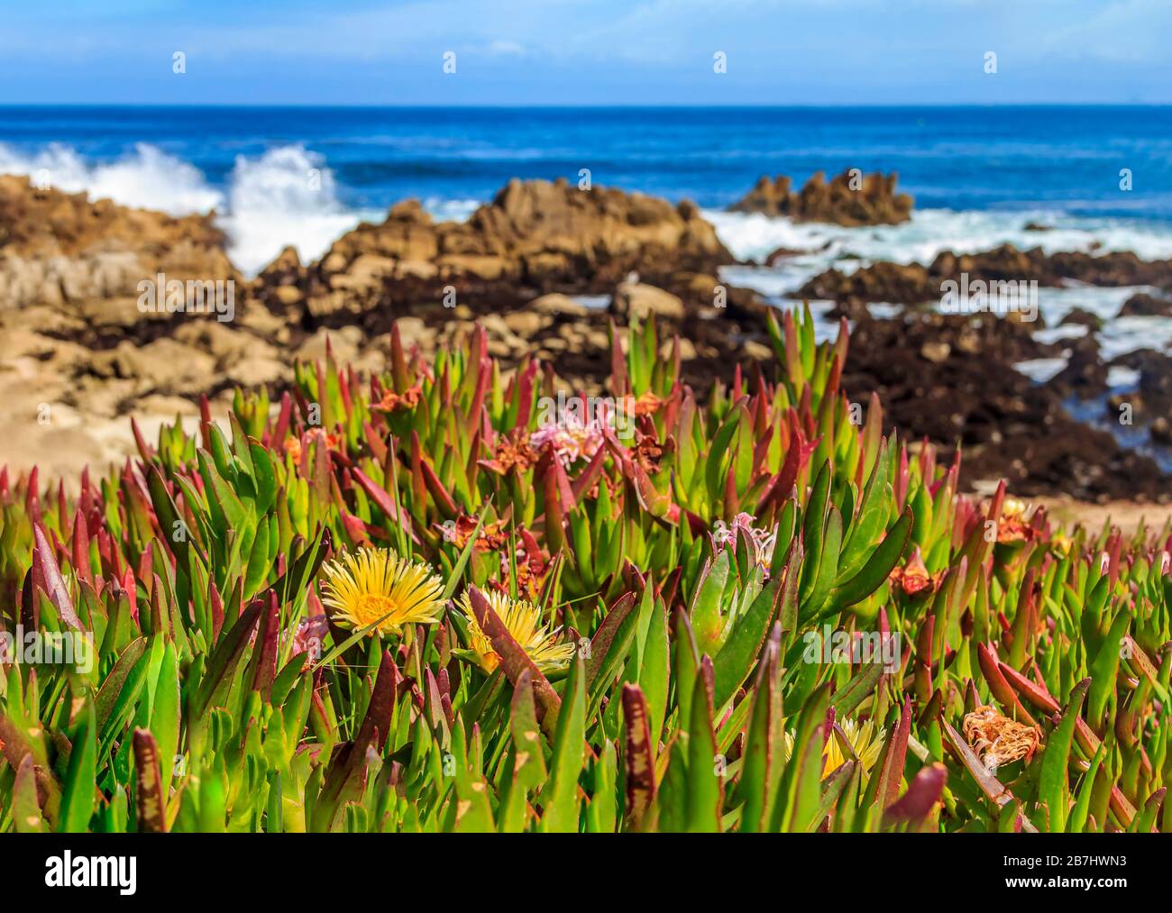 West coast north america flower hi-res stock photography and images - Alamy