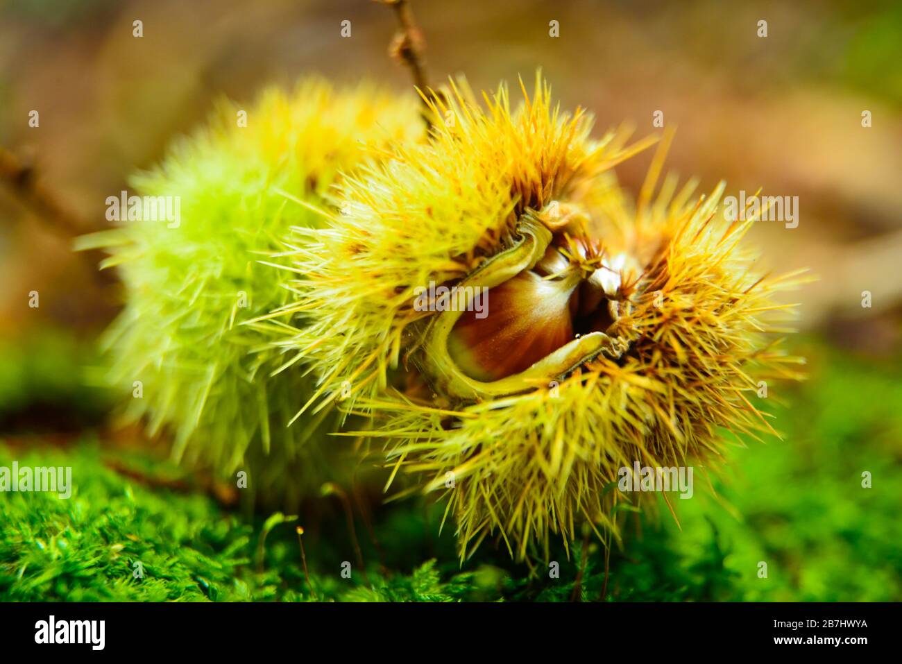 chestnuts in their hedgehog in a forest Stock Photo - Alamy
