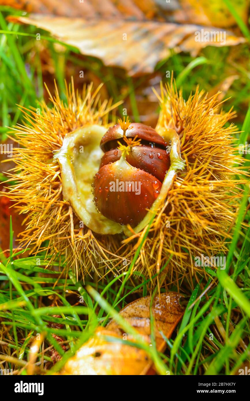 chestnuts in their hedgehog in a forest Stock Photo - Alamy