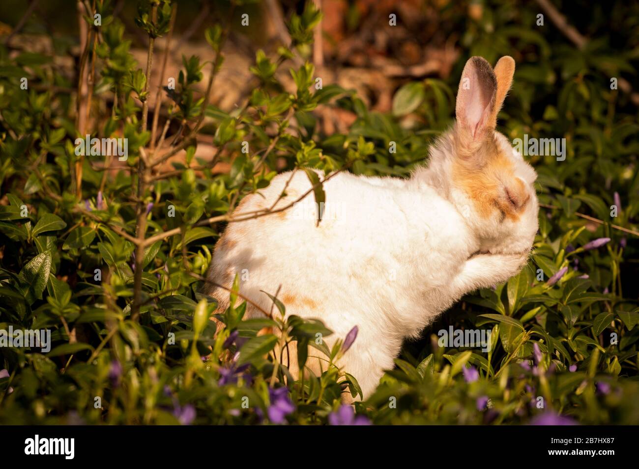 Small rabbit on green grass washing its head Stock Photo - Alamy