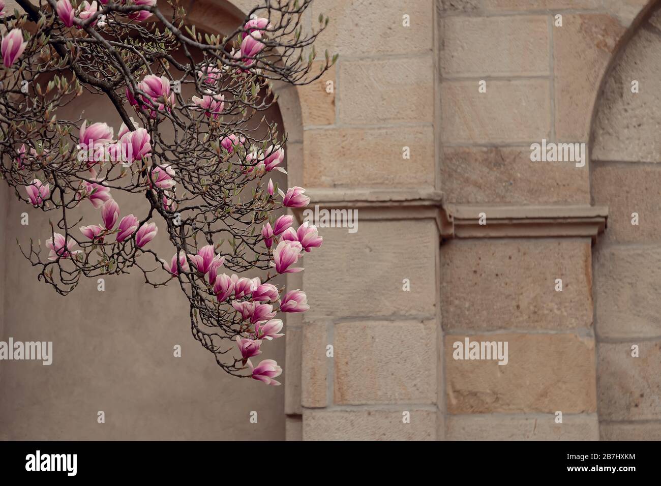 Magnolie magnolia tree in hi-res stock photography and images - Alamy