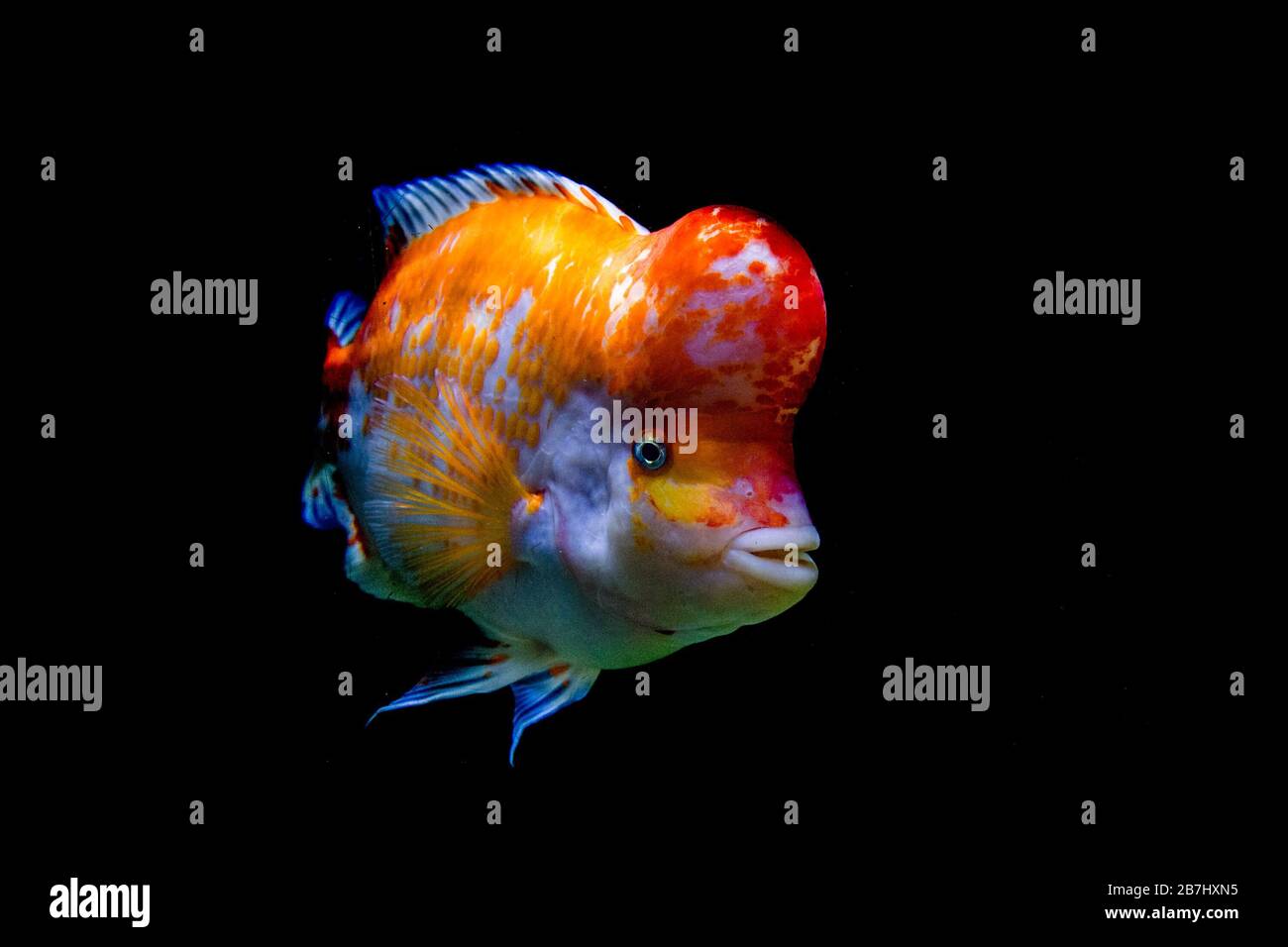 Midas cichlid in aquarium, Amphilophus citrinellus from America Stock ...