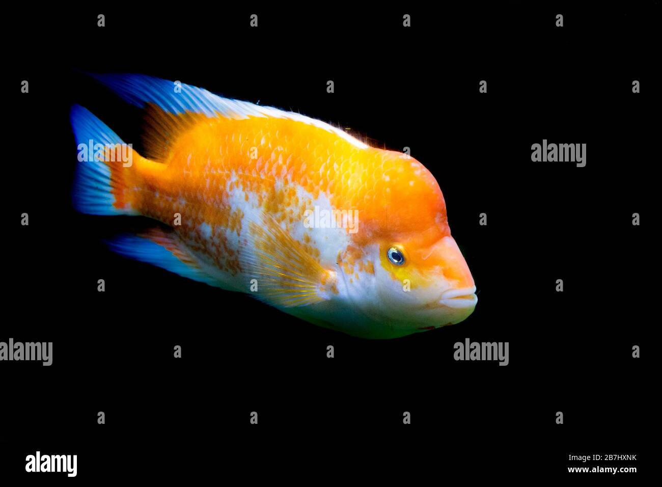 Midas cichlid in aquarium, Amphilophus citrinellus from America Stock ...