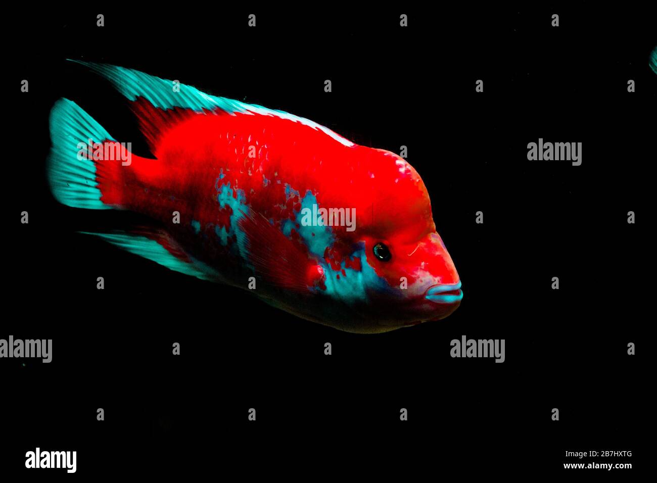 Midas cichlid in aquarium, Amphilophus citrinellus from America Stock ...