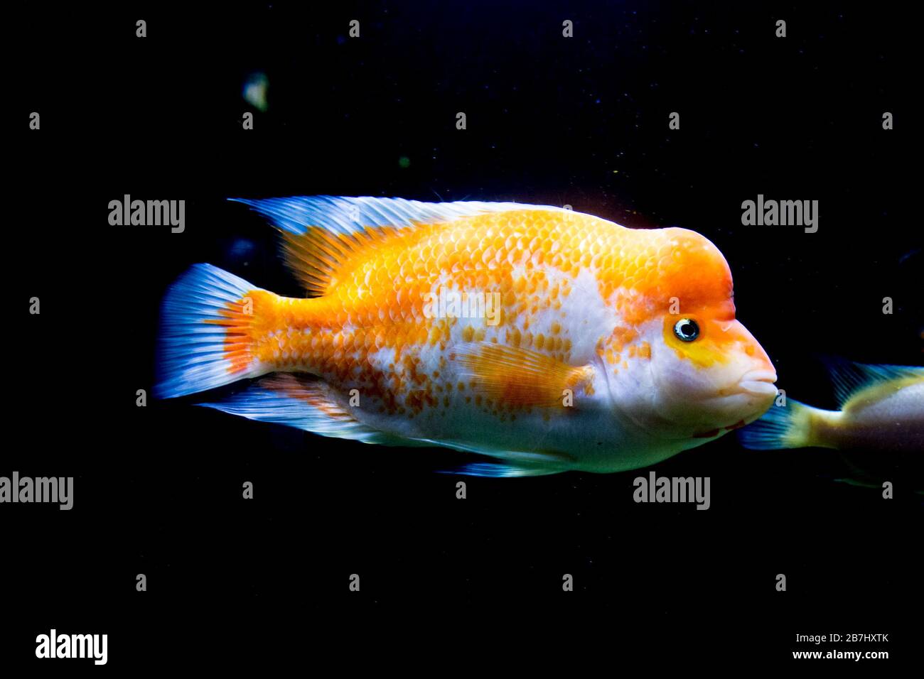 Midas cichlid in aquarium, Amphilophus citrinellus from America Stock ...
