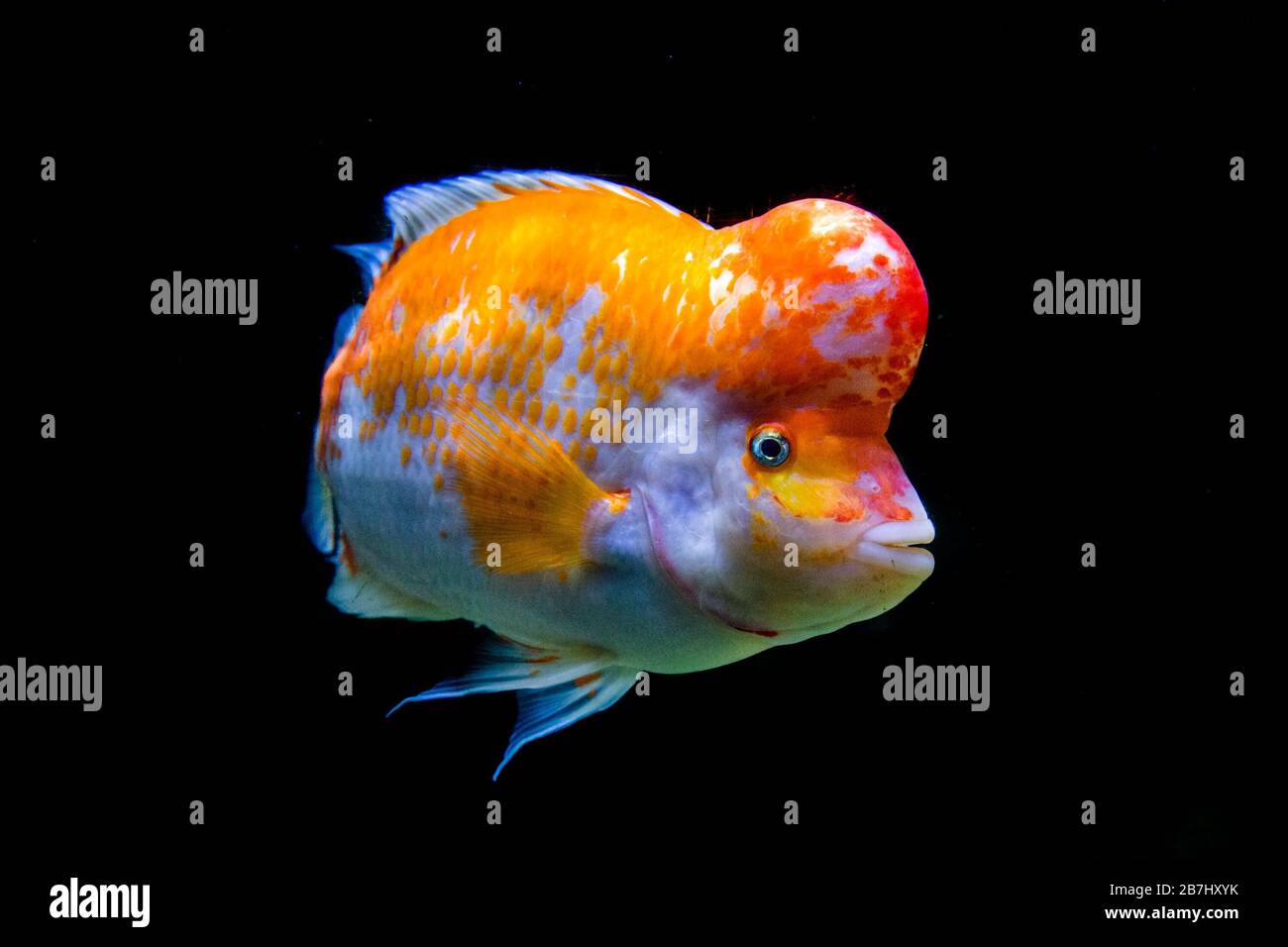 Midas cichlid in aquarium, Amphilophus citrinellus from America Stock ...