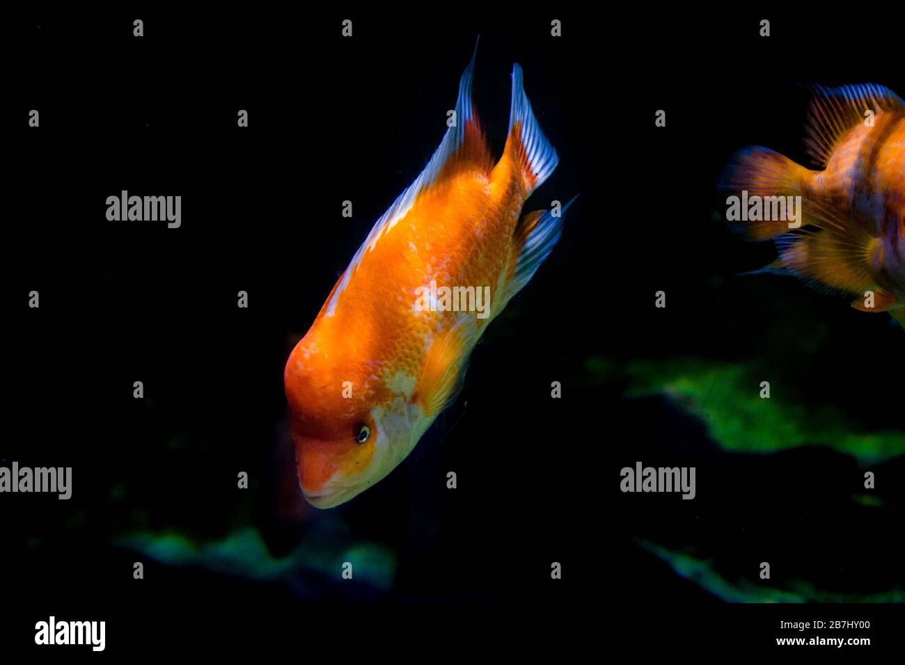 Midas cichlid in aquarium, Amphilophus citrinellus from America Stock ...