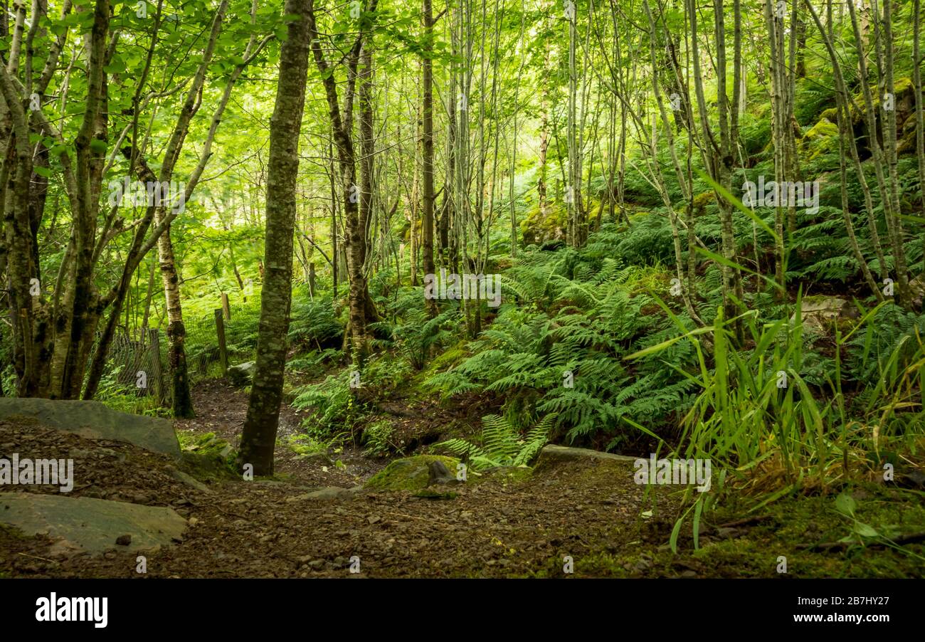 Scottish forest woods trees hi-res stock photography and images - Alamy