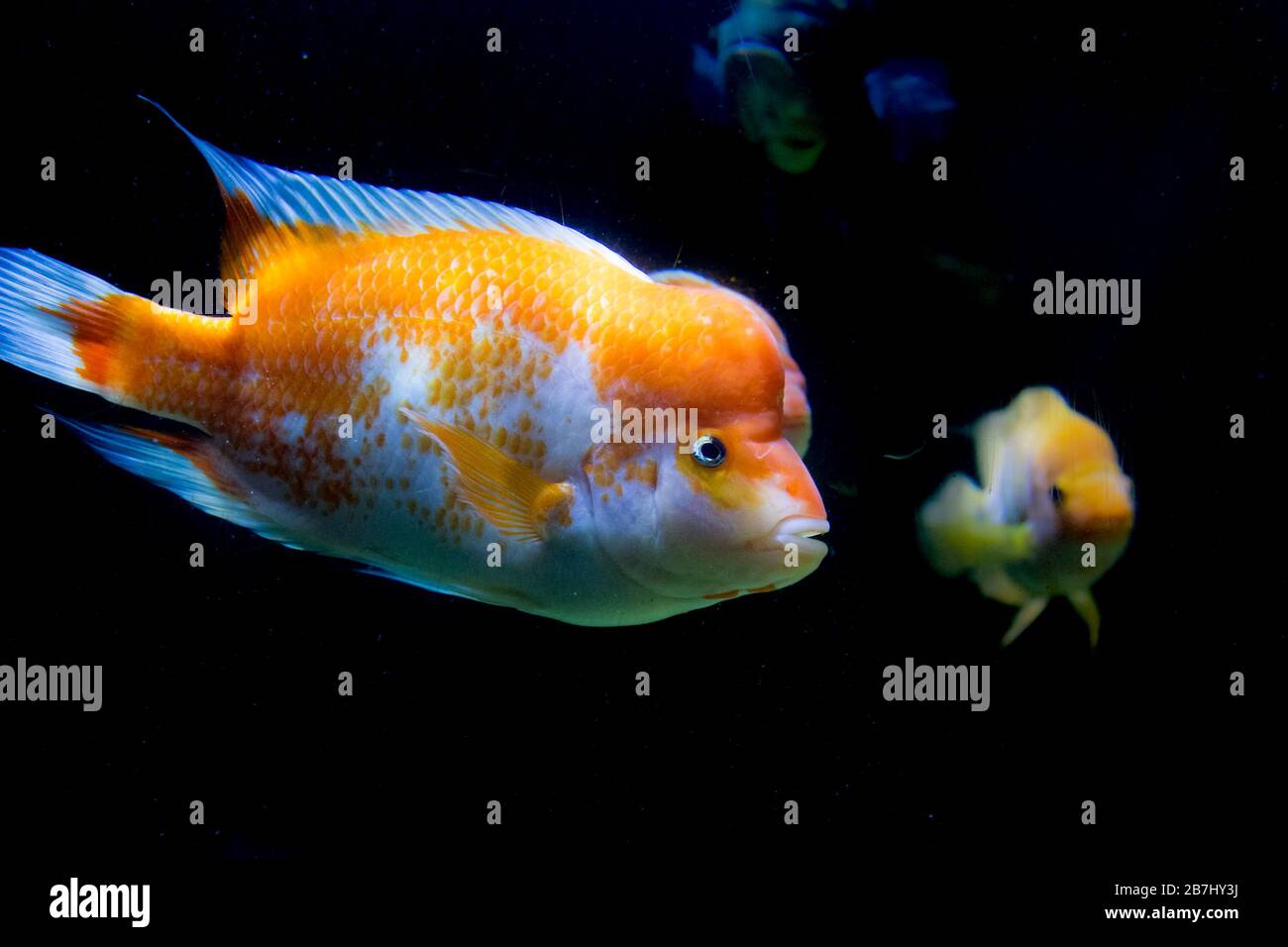 Midas cichlid in aquarium, Amphilophus citrinellus from America Stock ...