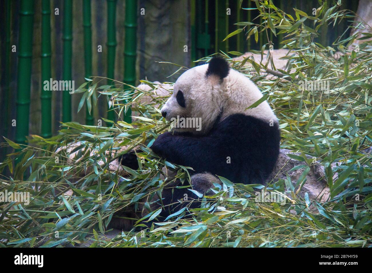 A Giant Panda enjoys a meal of bamboo at the Beijing Zoo in China Stock ...