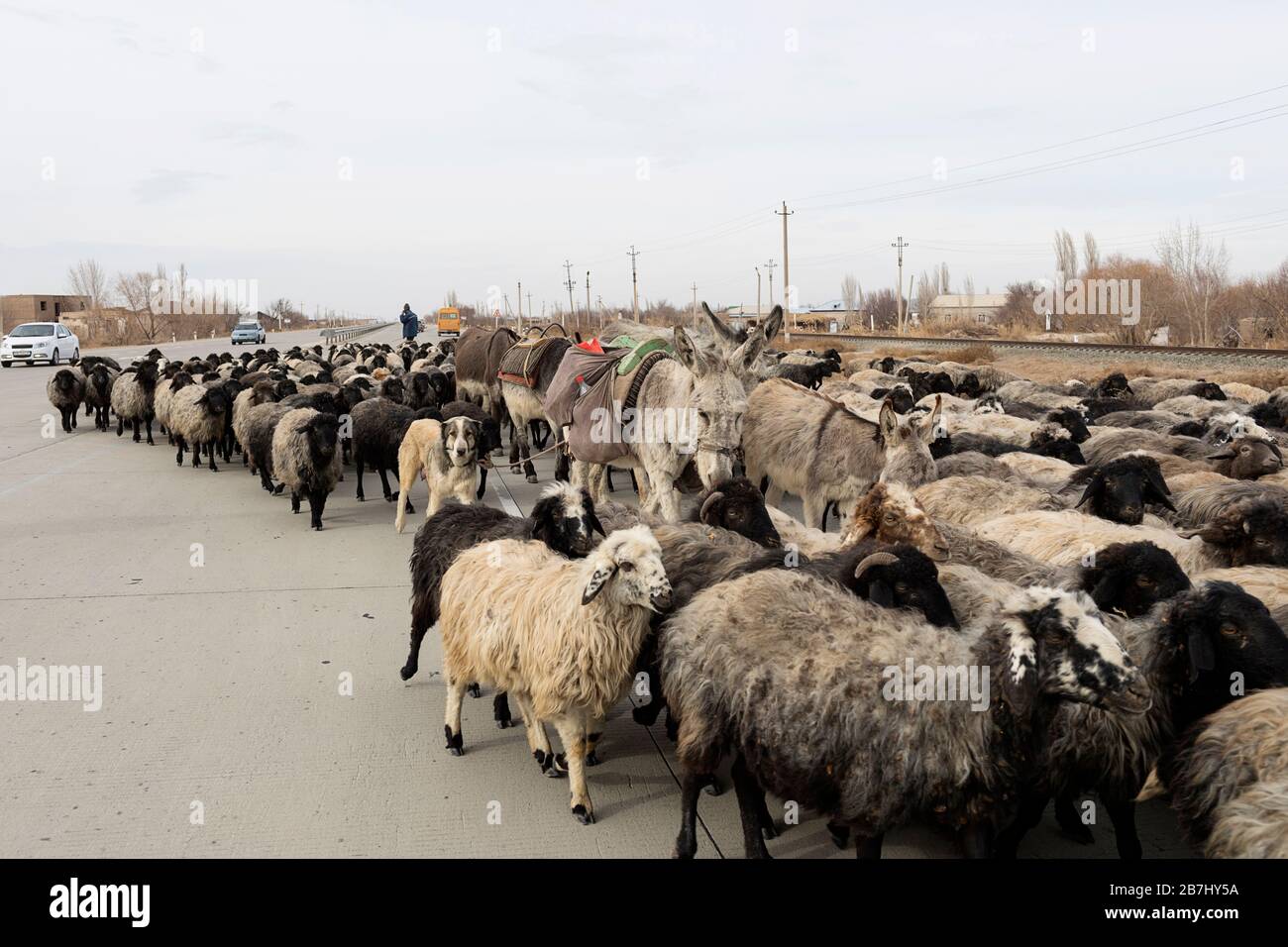 sheep herd, shepherd, donkeys and sheep dogs in the middle of a road in ...