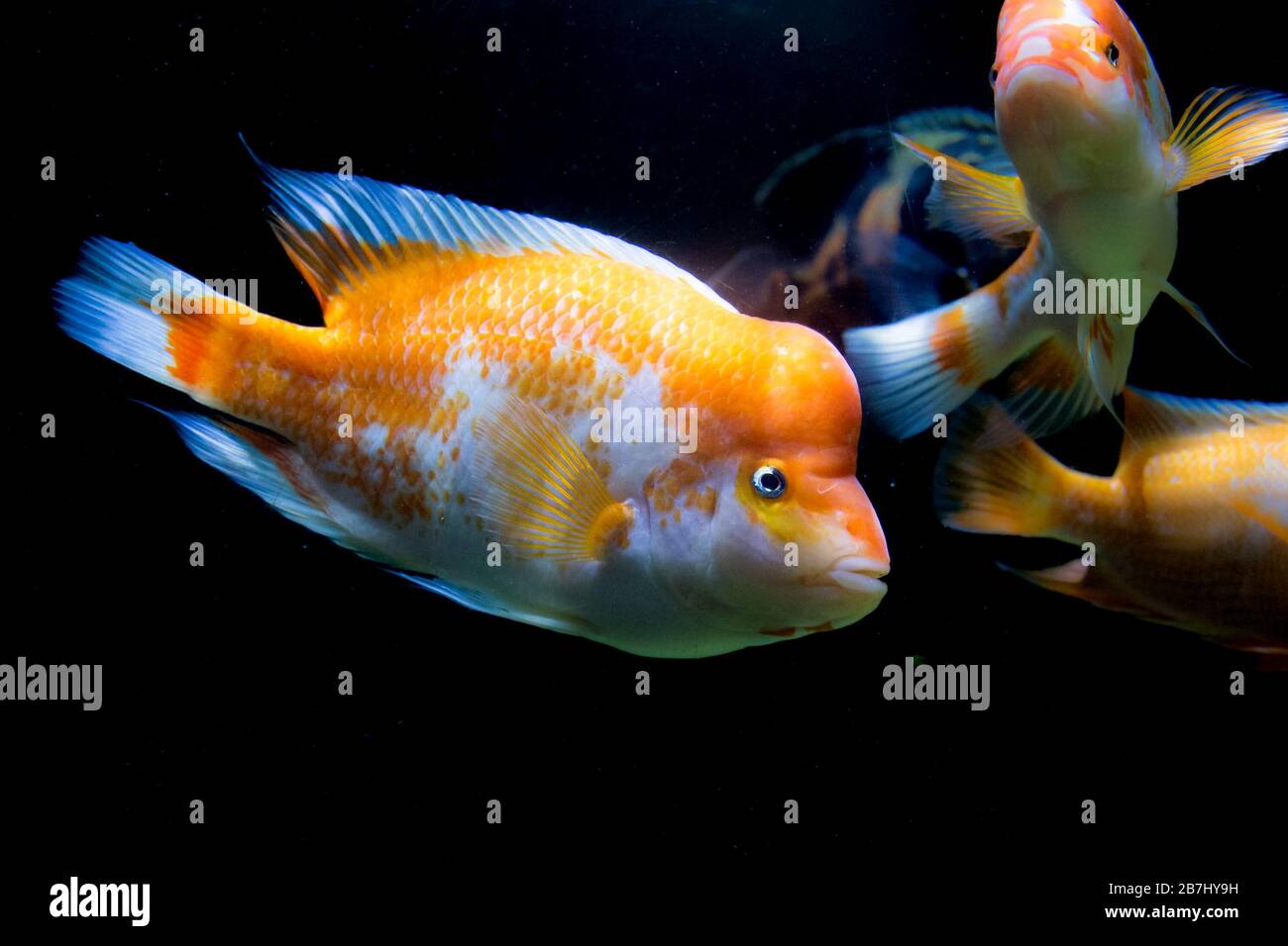 Midas cichlid in aquarium, Amphilophus citrinellus from America Stock ...